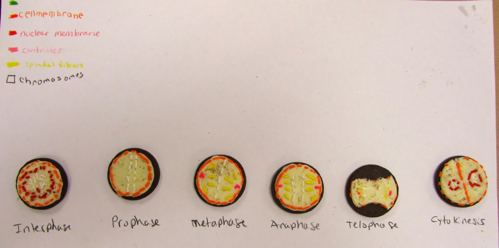 Modeling Mitosis with Oreo Cookies 1e: Designing Coherent Instruction