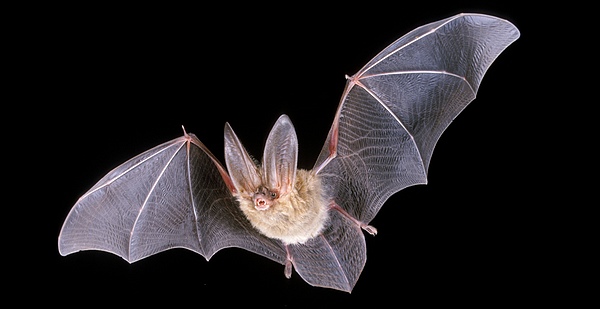 Los murciélagos - Animales