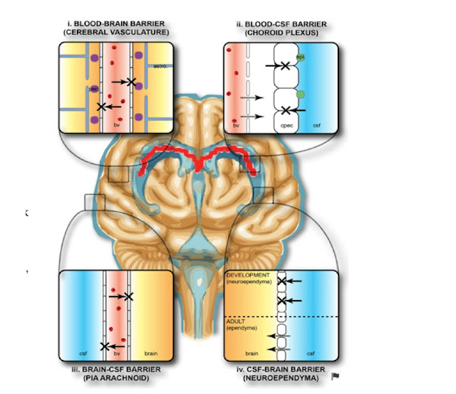 Annicas ekologi : Några miljögifter (PCB; Kvicksilver och dioxiner)