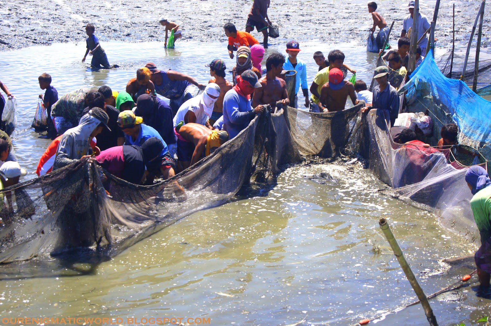 Our Enigmatic World: Fish Harvesting in Pangasinan