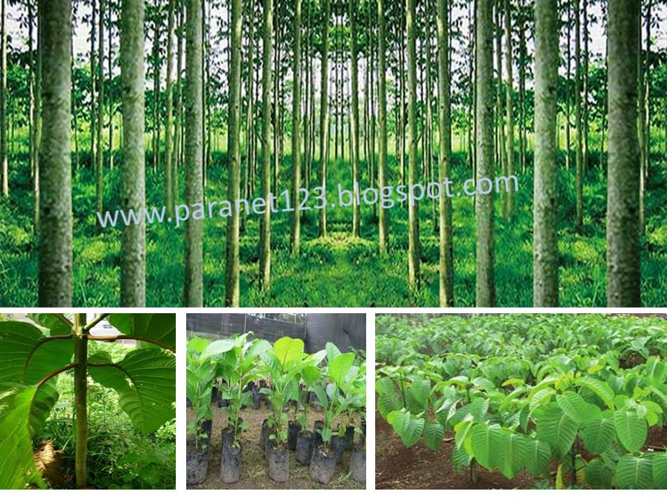 Cara Pembibitan Tanaman Kayu Jabon Dengan Mamakai Naungan Paranet