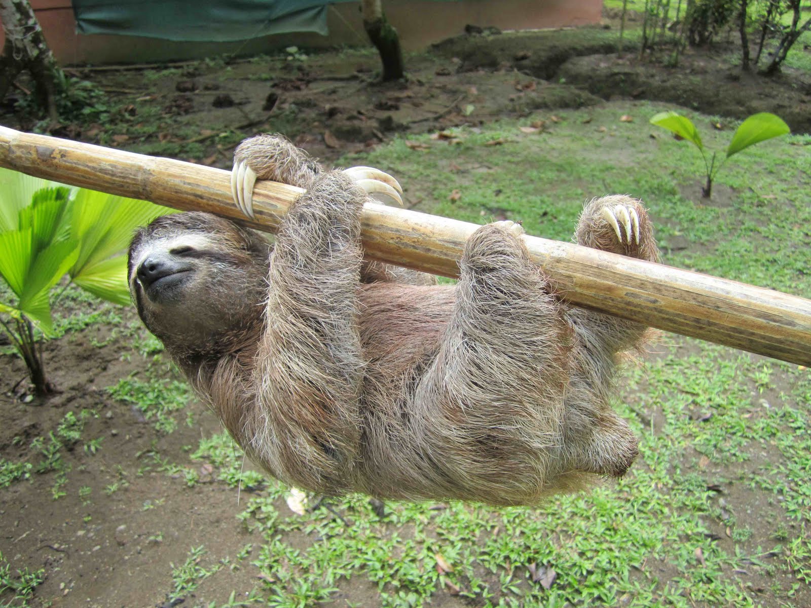 Rales Around The World Sloth Fun Facts rales-around-the-world-sloth-fun-facts