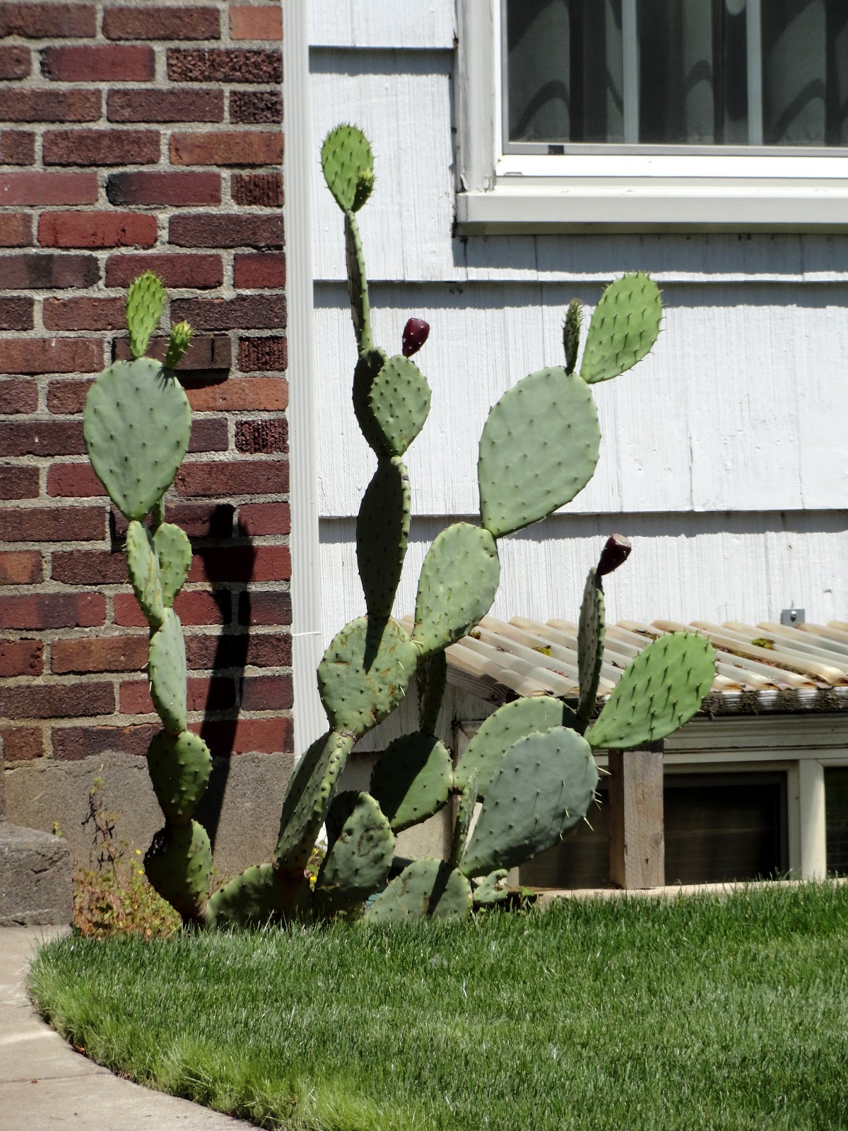 danger garden: Yes, you can grow Cactus in Portland (and many other ...
