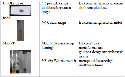 drh. Dewi Murni: DIAGNOSA INFEKSI Aeromonas hydrophila dan INFESTASI ...