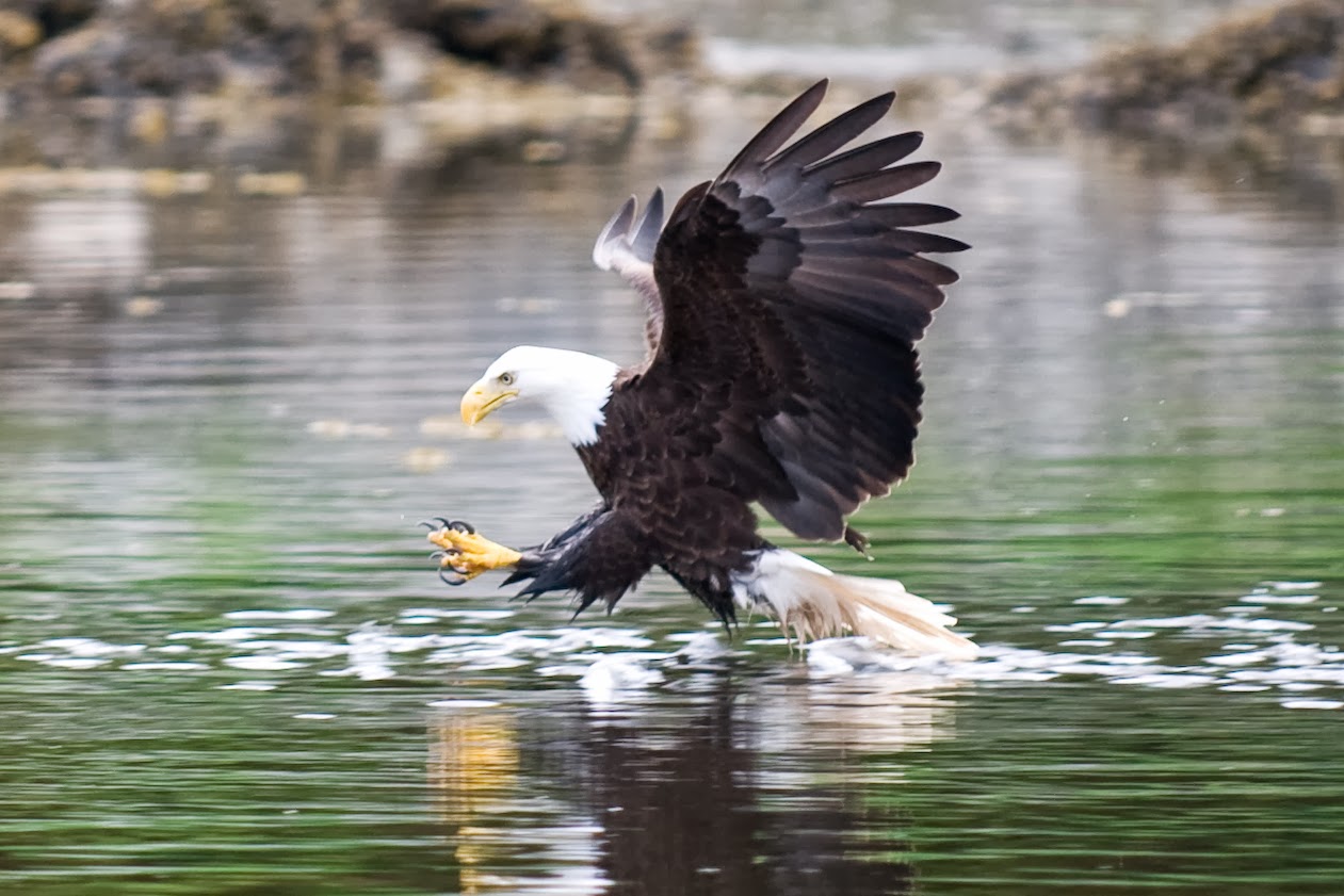 menopausal mumma: Bald Eagle Action Shots by Randal Rodgers