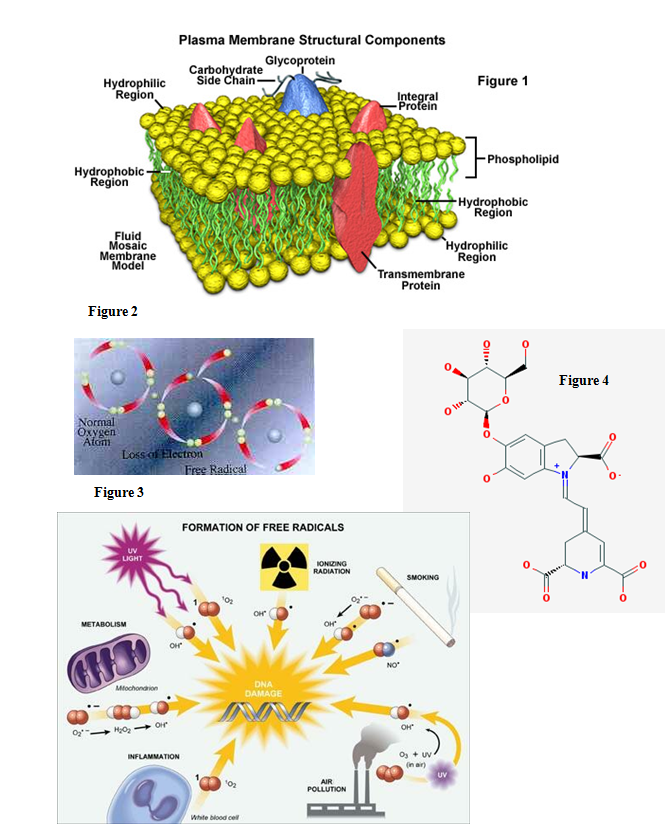 pGLO Bacterial Transformation: Beta Vulgaris Root Tonoplast and Cell ...