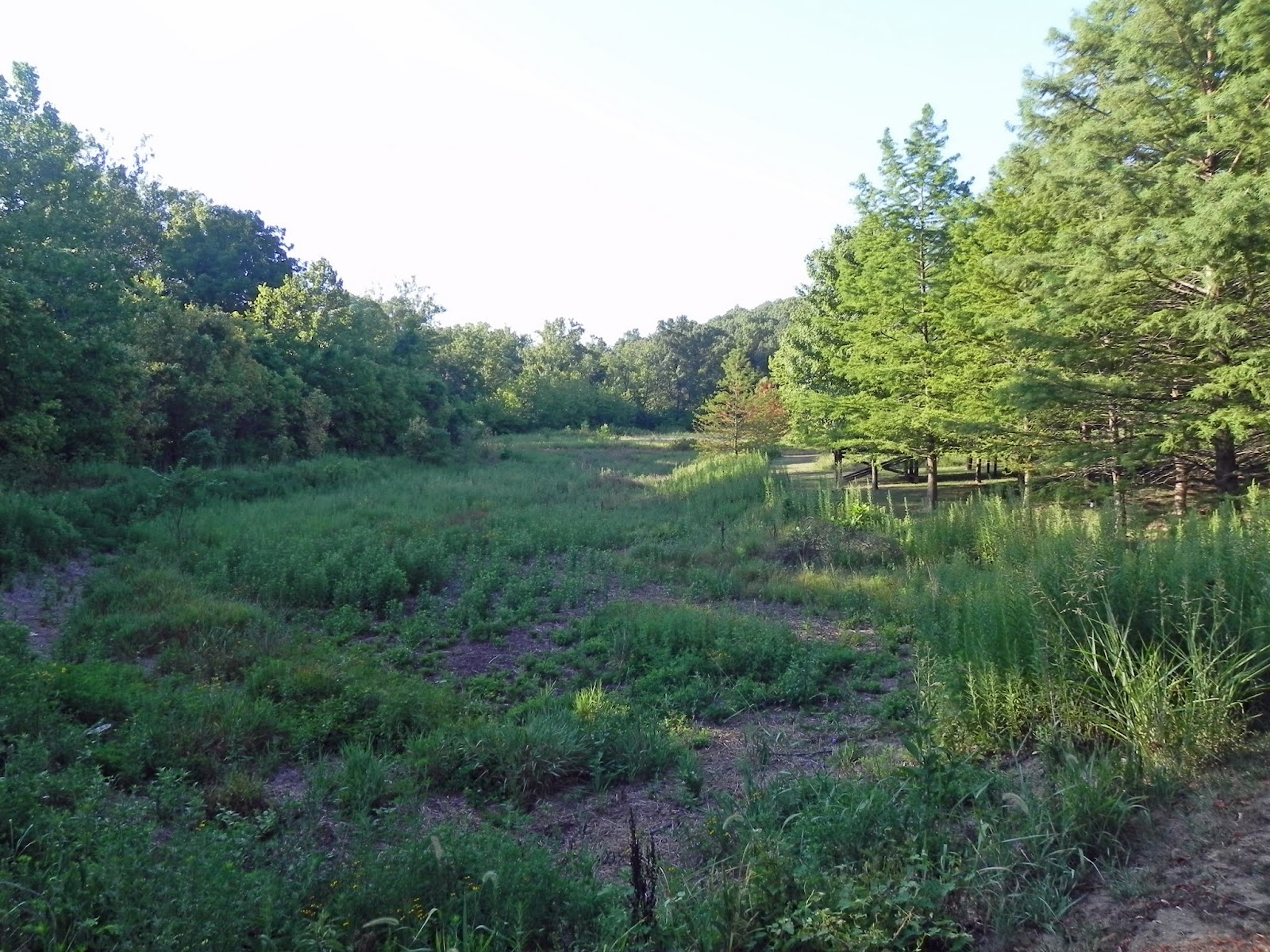 Dogwood Ridge Trail, Forest 44 Conservation Area