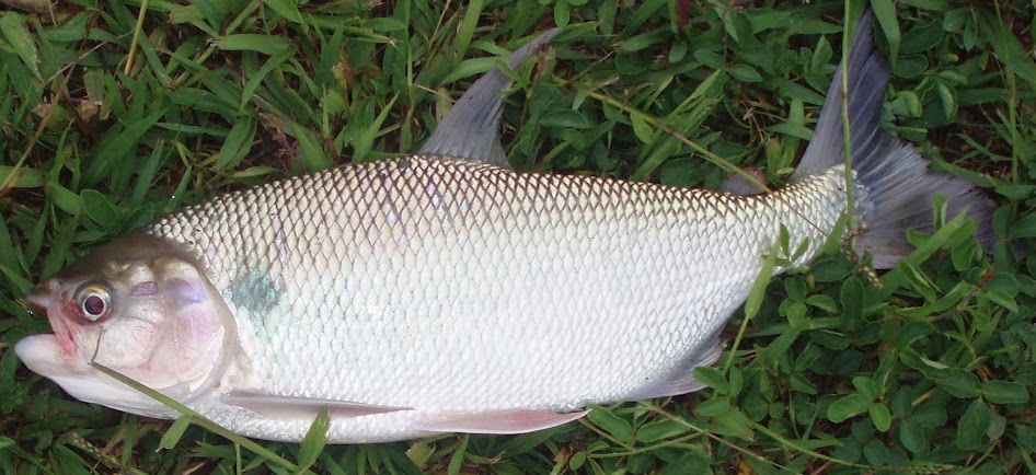 PESCARIA NO MÉDIO XINGÚ - FISHING AT MEDIUM XINGU RIVER
