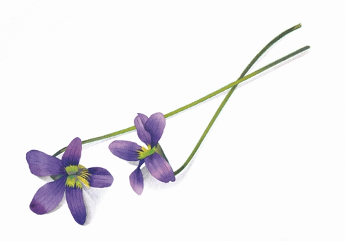 Alpha Delta Pi — Symbols