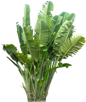 Tropical Plant Pictures: September 2009