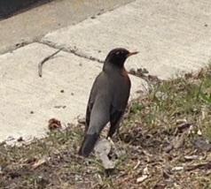 Theo's Aviary: American Robin (Turdus migratorius)