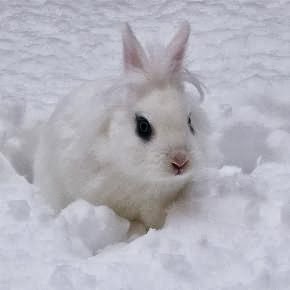 Khiki-Khuki: Cute Snow Animals!!