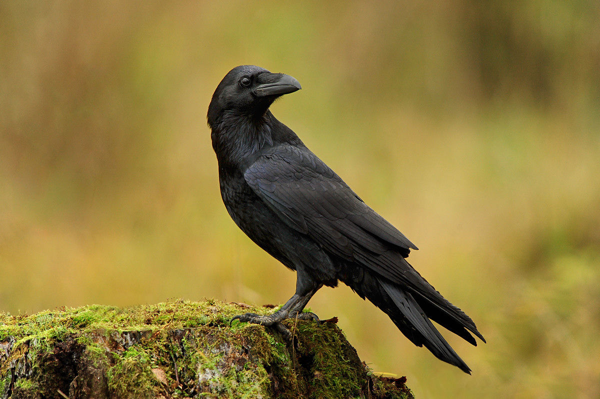 Stefan Pettersson Foto: Korp