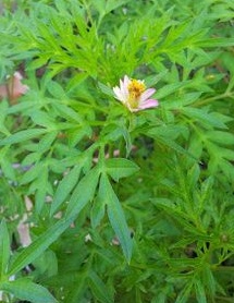 BUNGA COSMOS - SESUAI DITANAM | PERTANIAN REZEKI