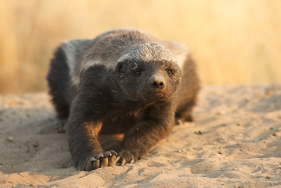 Honey Badger The Life Of Animals