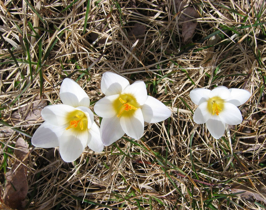 Bloomingwriter: Gardening in Nova Scotia: Snow-themed plants for the ...