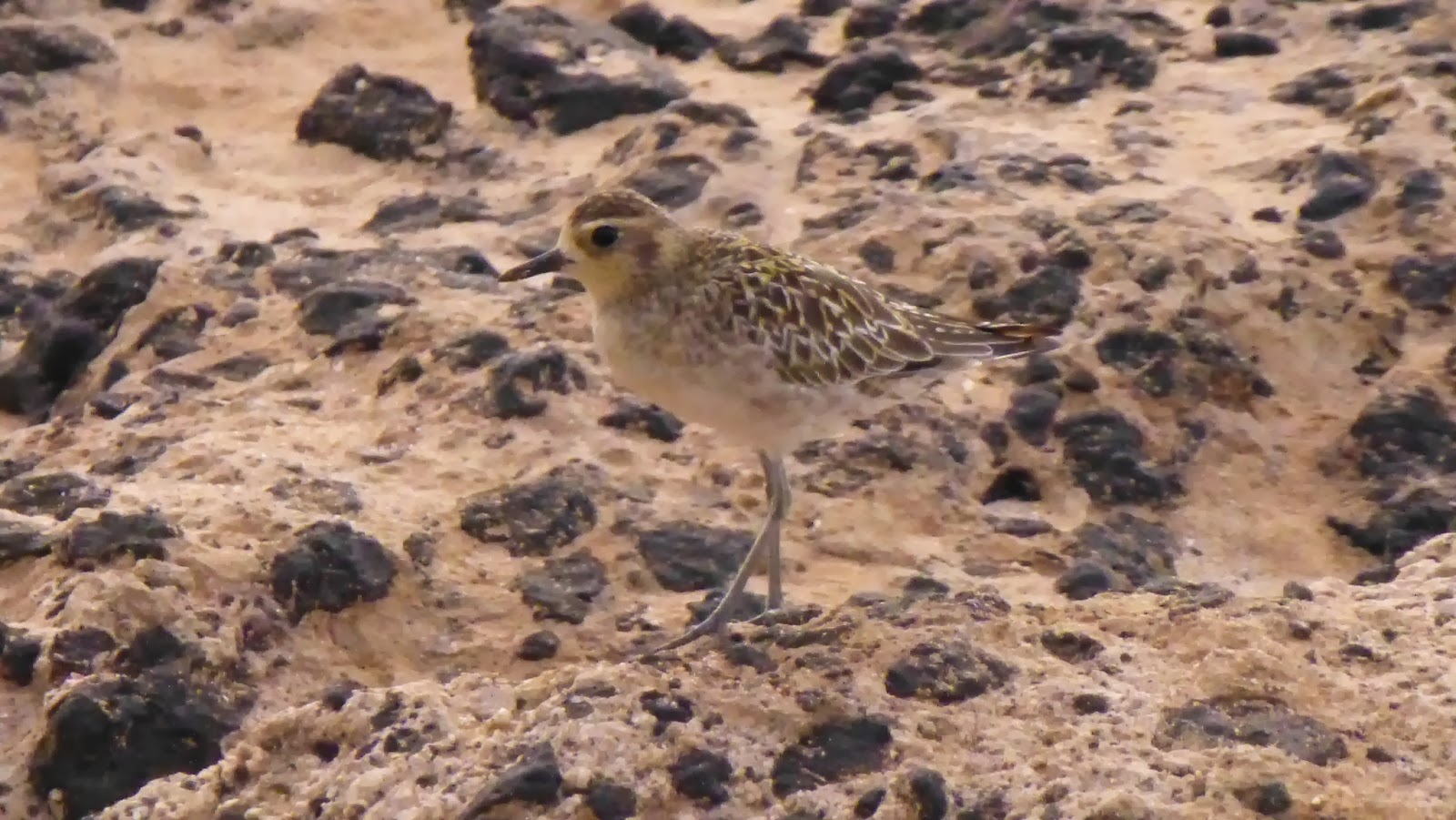 Feathers Fur and Flowers: Pacific Golden-Plover or Kolea