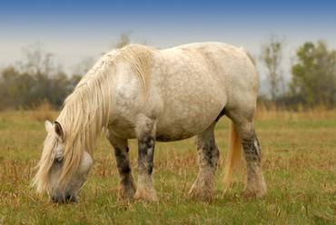 Passion Forever : Rasy koni