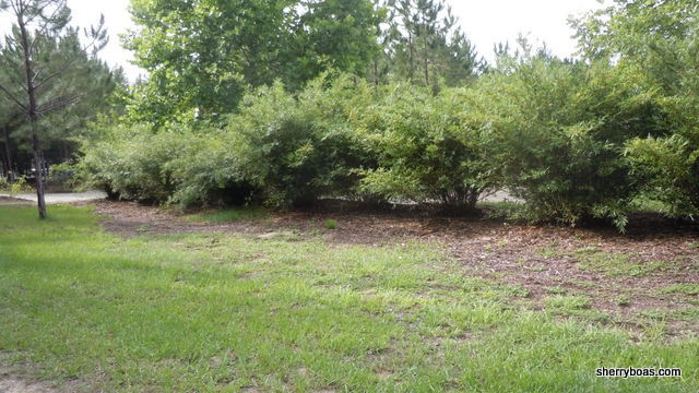 Creating a beautiful bamboo hedge | Bamboo from Florida for Privacy ...