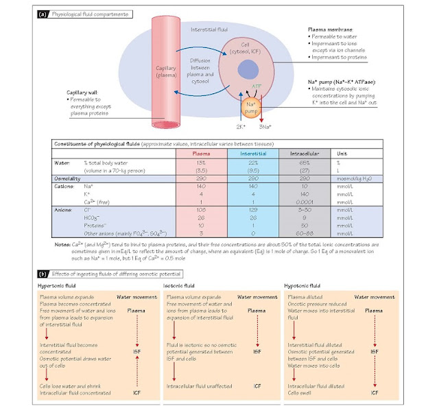 Body water compartments and physiological fluids - pediagenosis