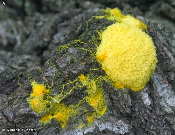 Protista Mirip Jamur (Jamur Lendir) ~ MUNAWI INSIDE