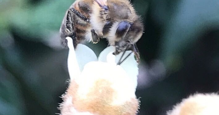 SABRİ TOSUN: ARI RESİMLERİ