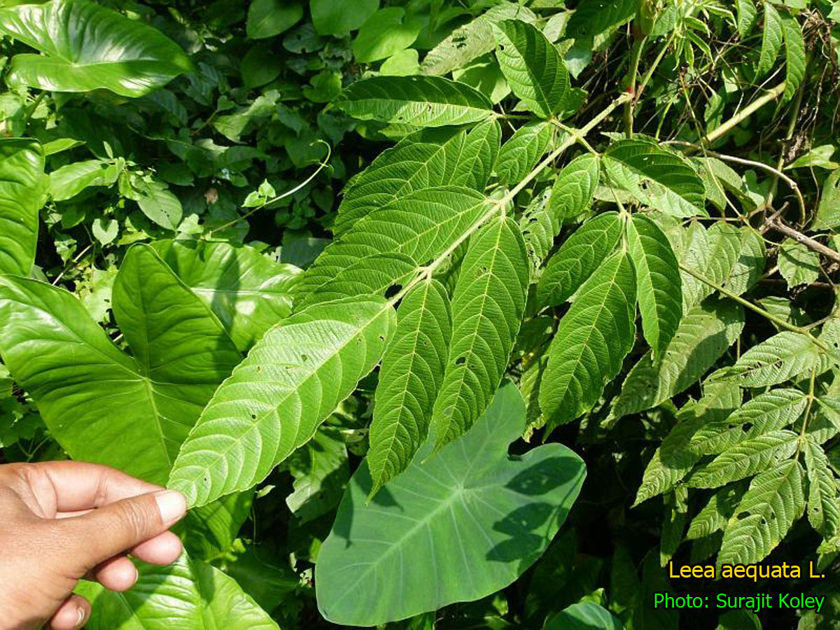 Medicinal Plants: Leea aequata