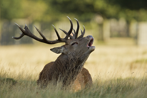 Zoo News Digest: The Roar of the Rut