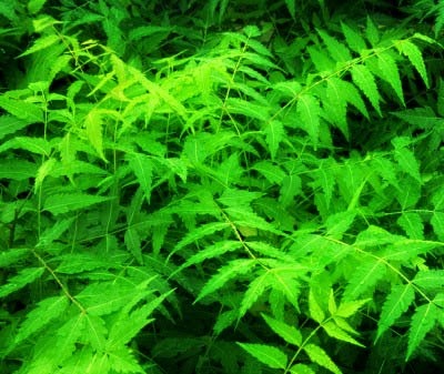 Know Amazing Benefits of Neem For Health ~ Total Stylish