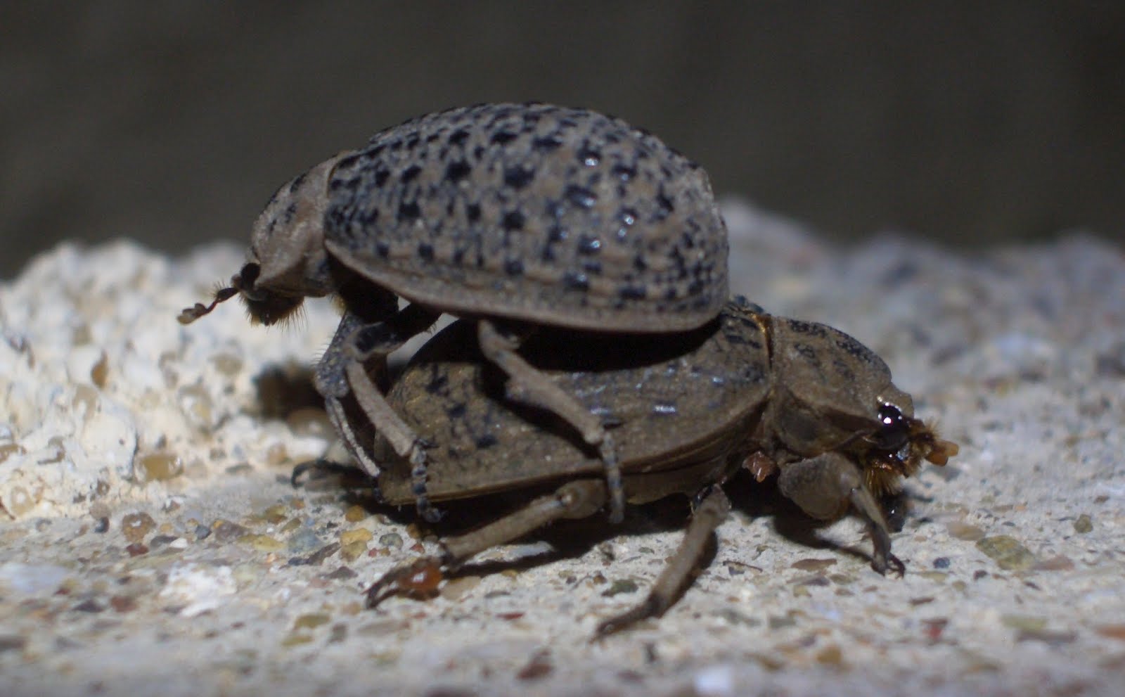 Big Bend - Texas Nature: Desert Ironclad Beetles