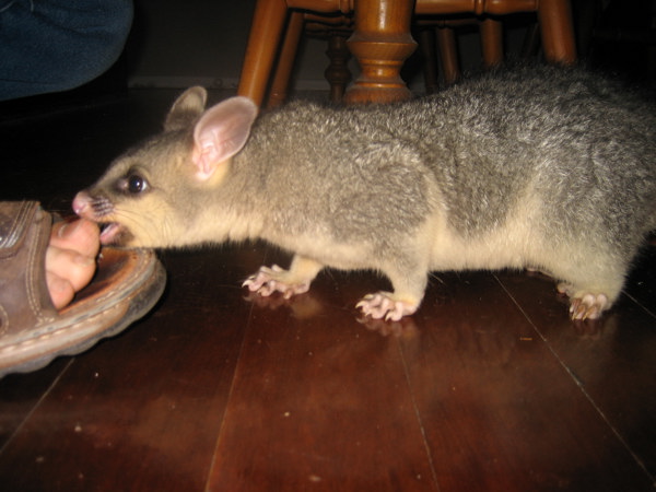 Possum TV: Toe-biting Possums
