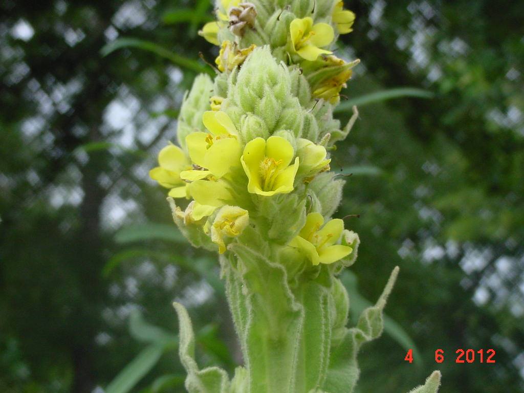 StarDragonfly Herbals: Mullein Flowers and a Folk Remedy