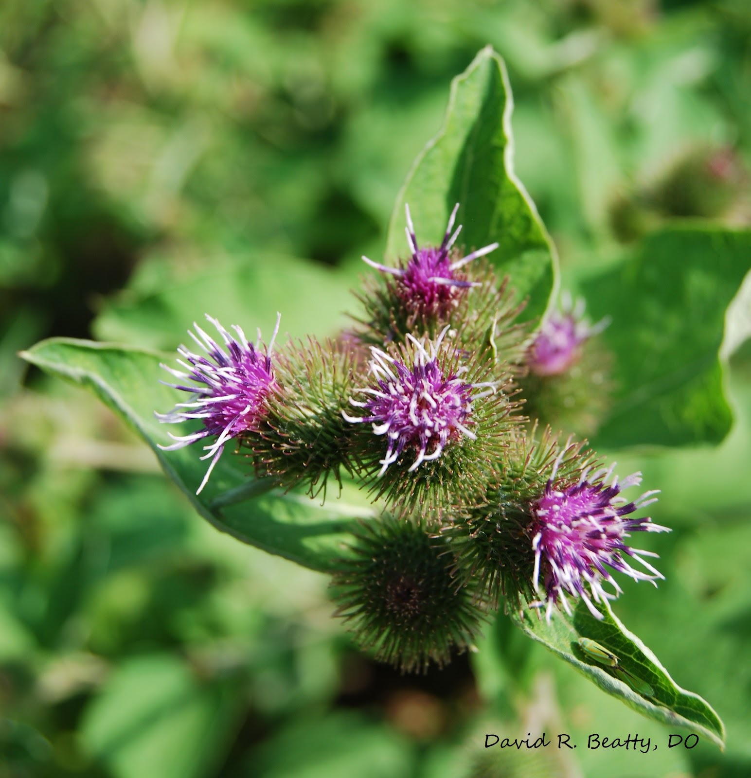 Herbal Remedies at Home: HARVESTING BIENNIAL ROOTS