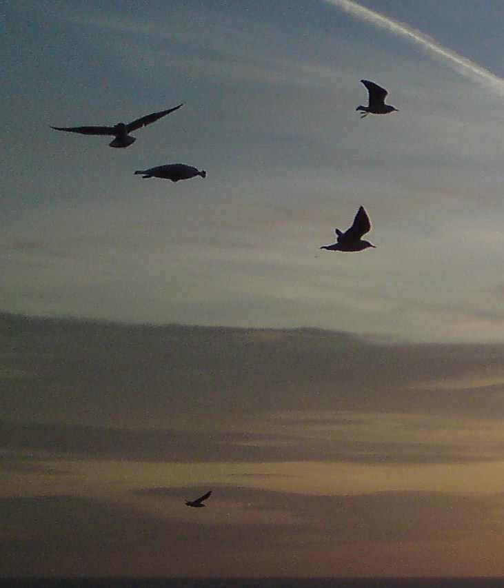 CRYPTOZOOLOGY ONLINE: Still on the Track: DAVEY CURTIS: The famous ...