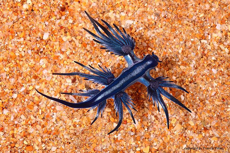Natural Inspiration. Glaucus Atlanticus | Costurilla