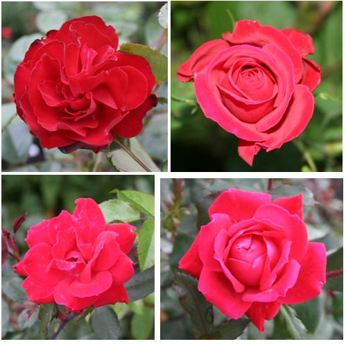 Our Garden Journal: Embracing Autumn - GBBD October 15, 2011