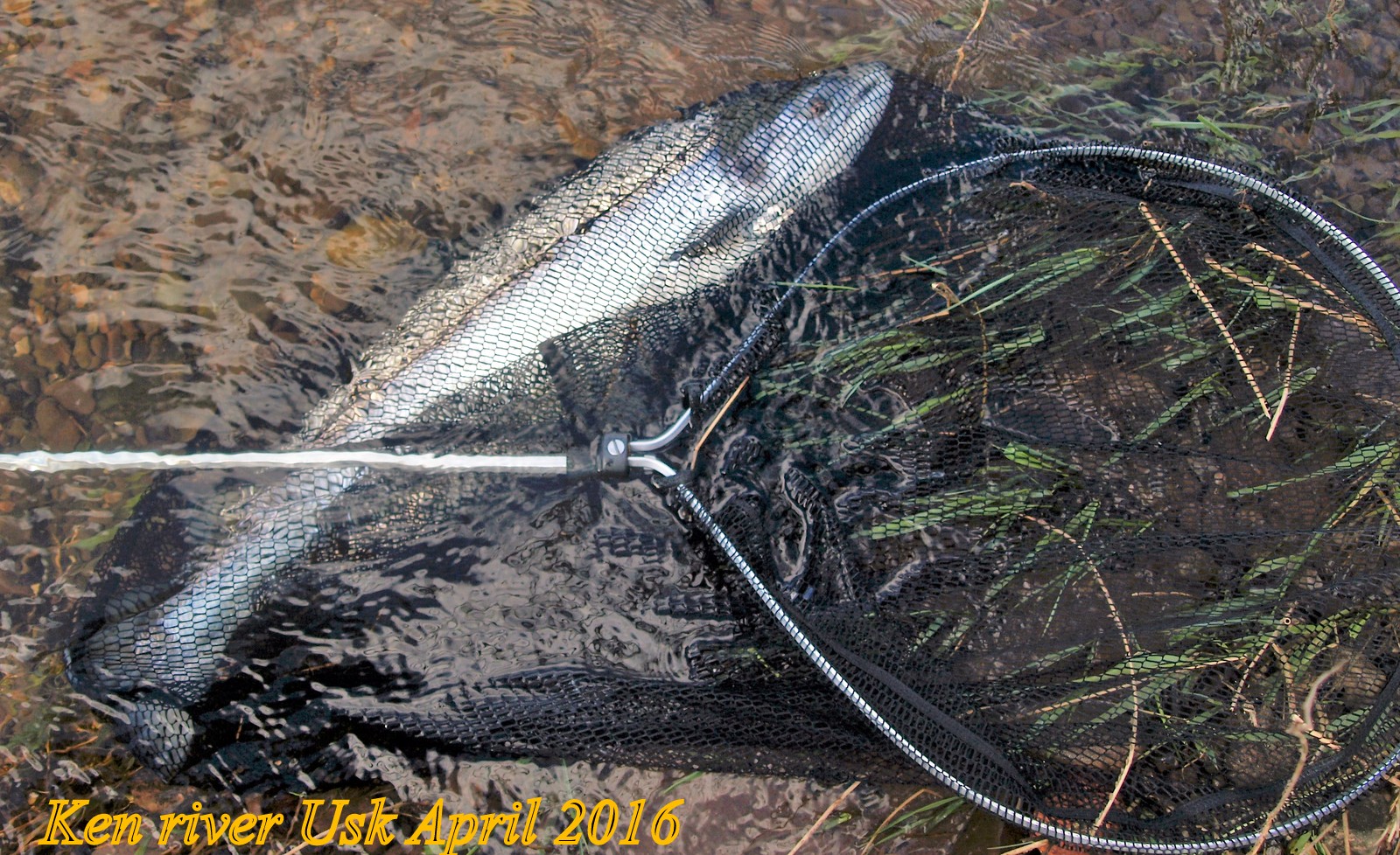 daijones flies: River Usk salmon and river Towy,