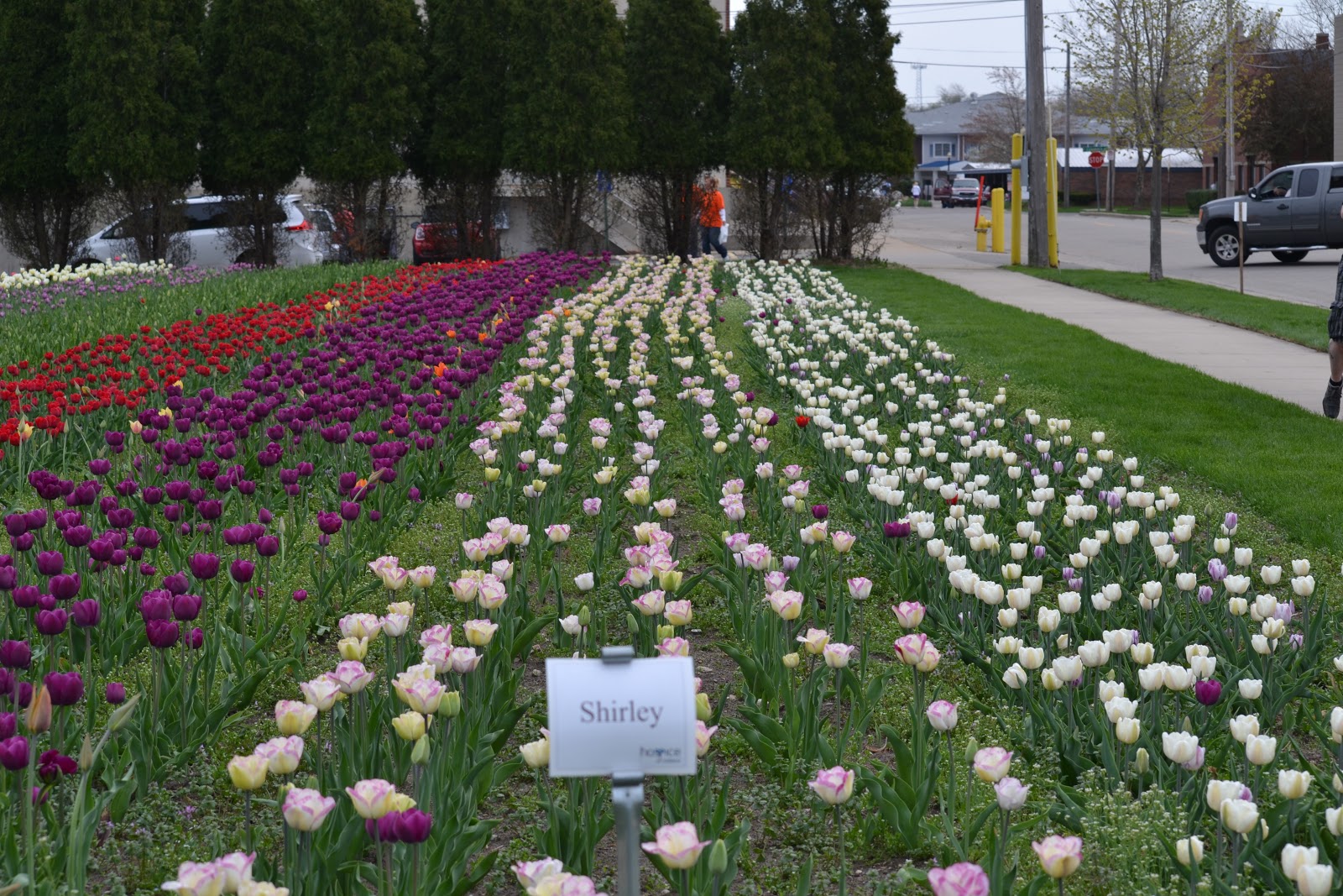 SOLI DEO GLORIA: Tulip Time Festival in Holland, Michigan