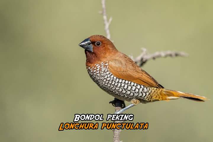 Super Cantik! 25 Jenis Finch Asli Indonesia - Gaco Gacor