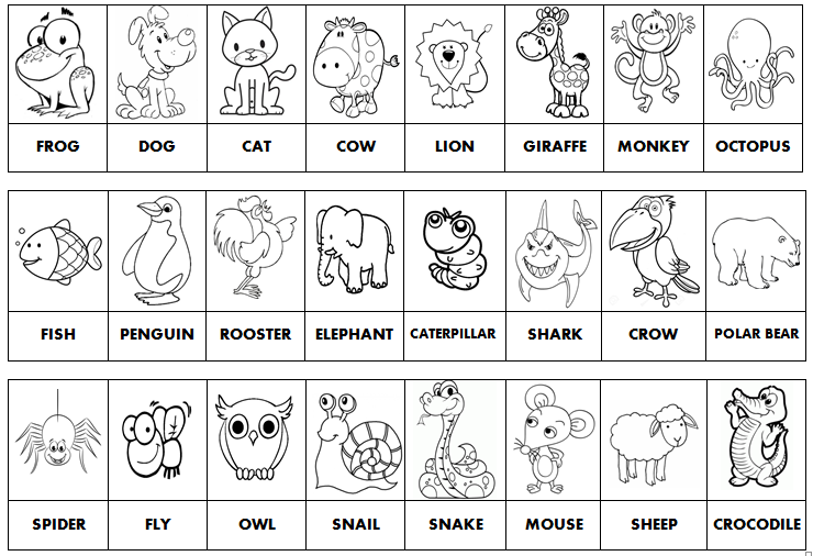 Seño Gaviota: Who is who? Animals!