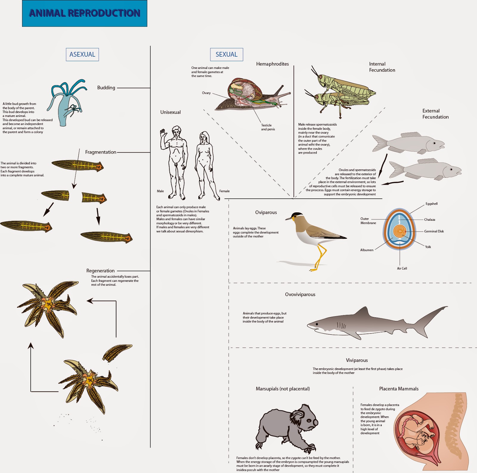 el moderno prometeo: Comparative Anatomy: Reproduction.