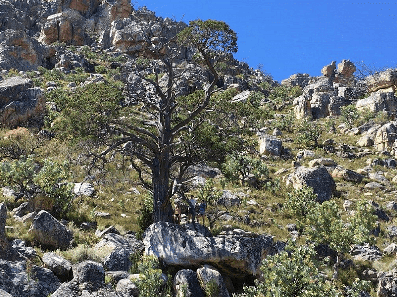 This tree survived the last ice age, but now its future hangs in the ...
