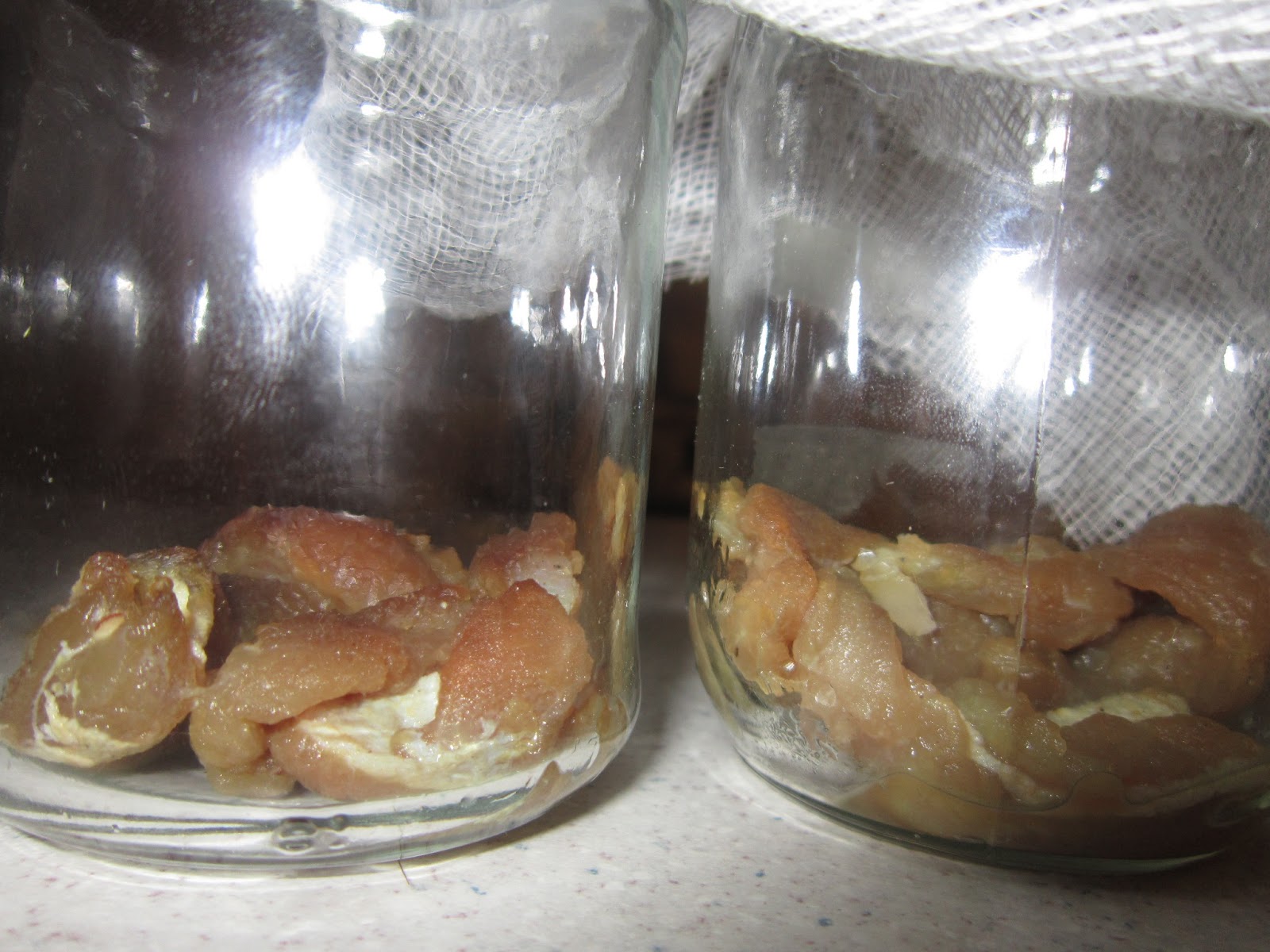 Experimento de Redi , Carolina Godoy: Francesco Redi