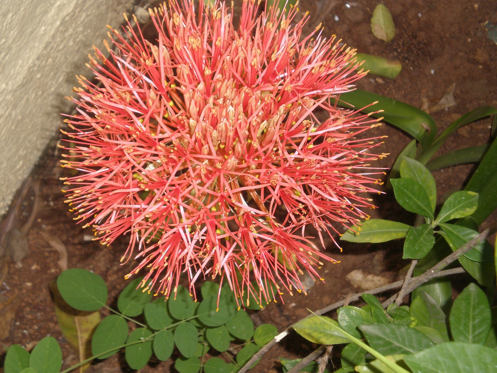 Chitra's Garden: garden update- fire ball lily