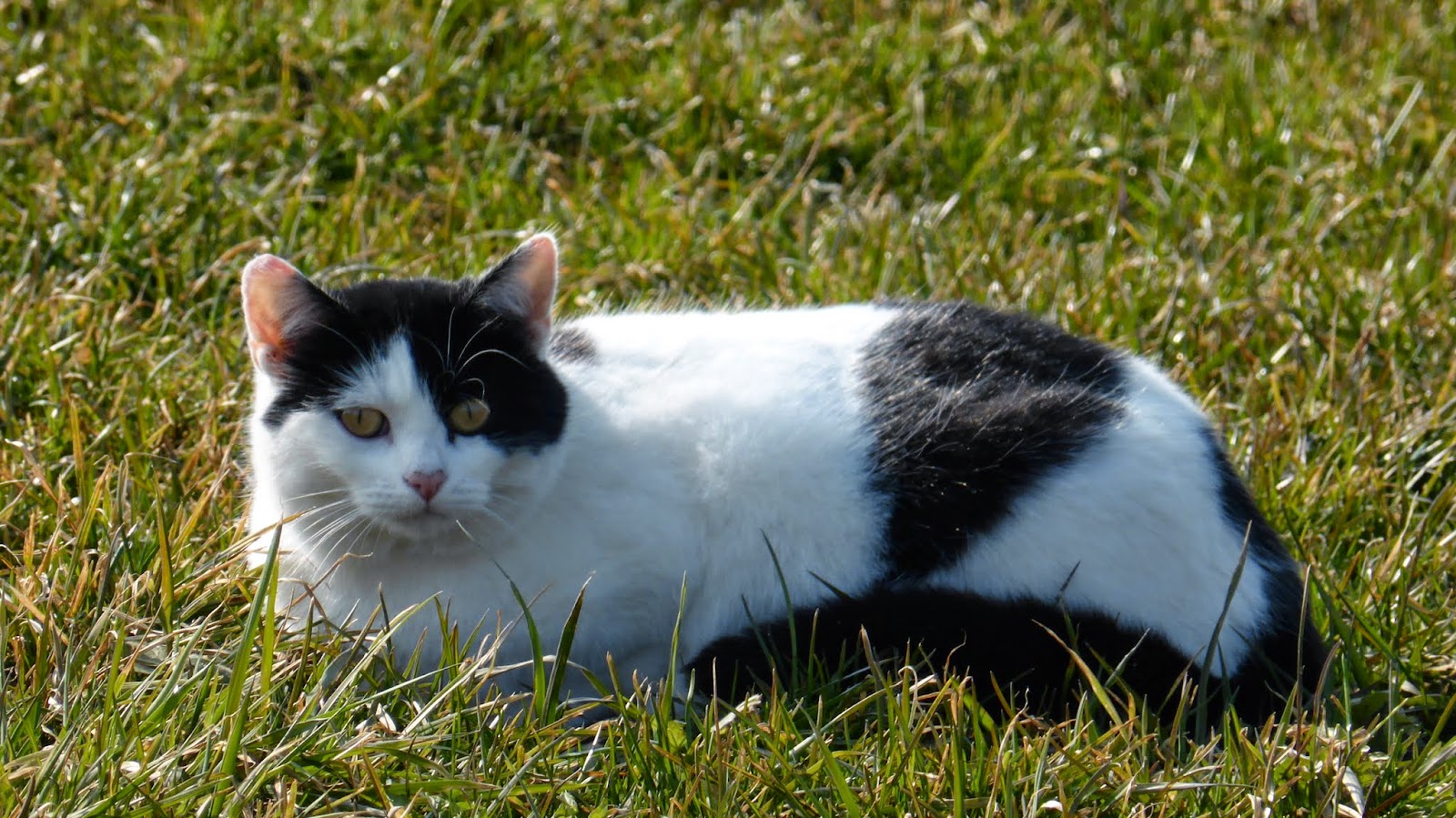 Pfannenstiel Wanderblog: Kreuzlingen - Ottenberg - Weinfelden: Vom ...