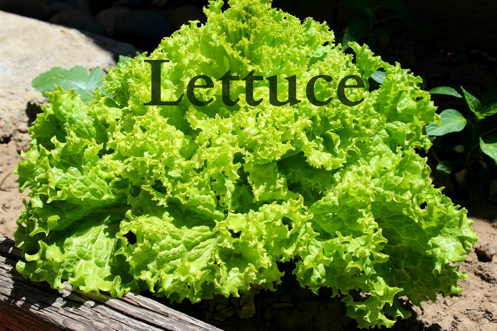 Preety's Kitchen: My Vegetable Garden (2012)