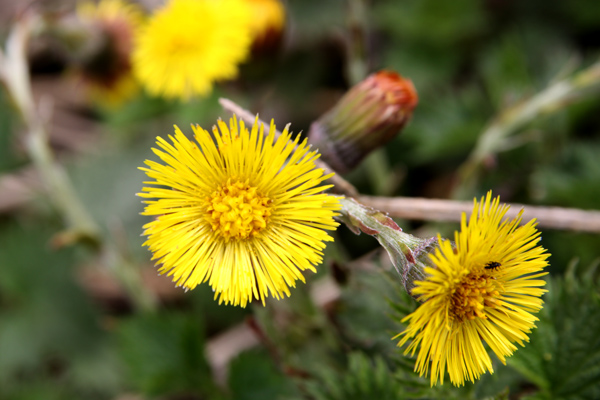 Healing Weeds: Coltsfoot
