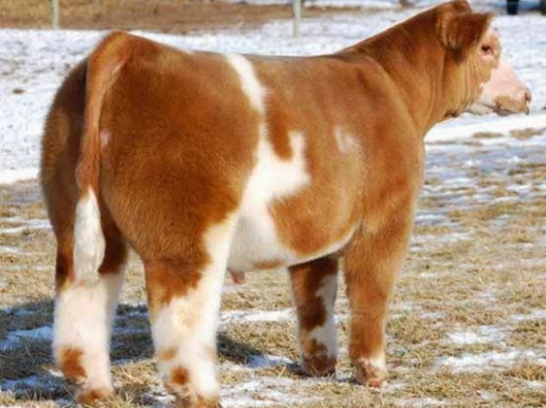 I Have Seen The Whole Of The Internet: Blow Dried Fluffy Cows