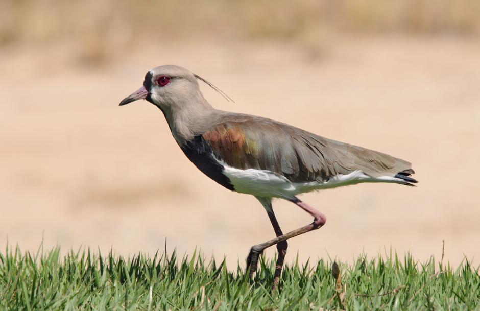 Argentina nativa: Tero común (Vanellus chilensis)