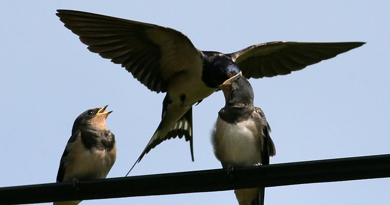The Future of Birds: Learn more about aerial insectivores this fall